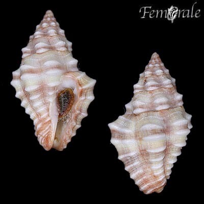 (Engina pulchra)