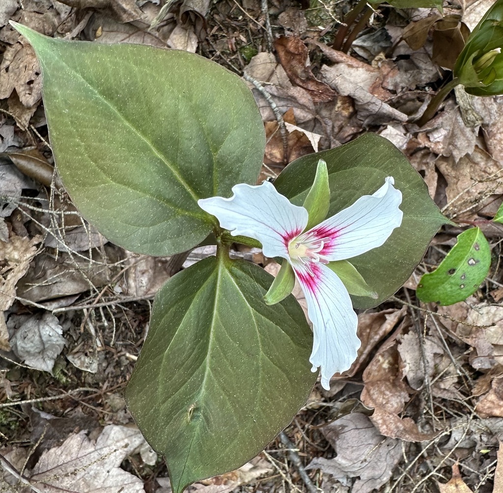 painted trillium from North Granby, CT, US on May 13, 2023 at 09:15 AM ...