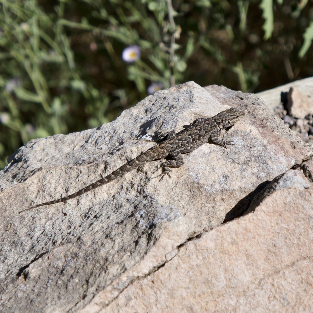 Ornate Tree Lizard from Boyce Thompson Arboretum, Superior, AZ, US on ...