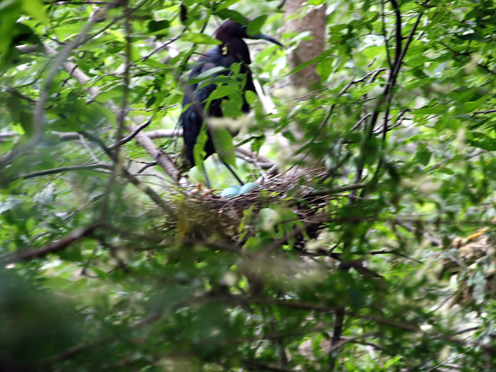 Little Blue Heron from UTSW rookery Campus, Dallas, TX 75390, USA on ...