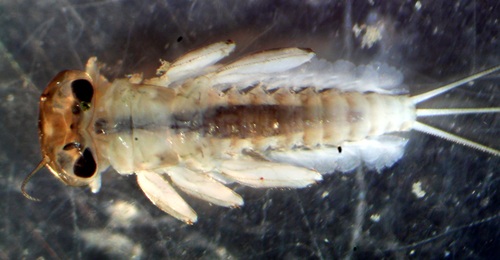 Rithrogena · iNaturalist Mexico