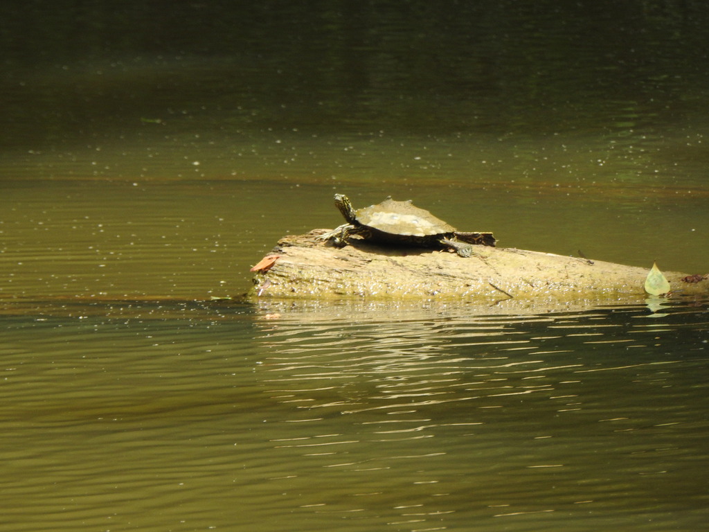 Ringed Map Turtle in May 2023 by benholloway · iNaturalist