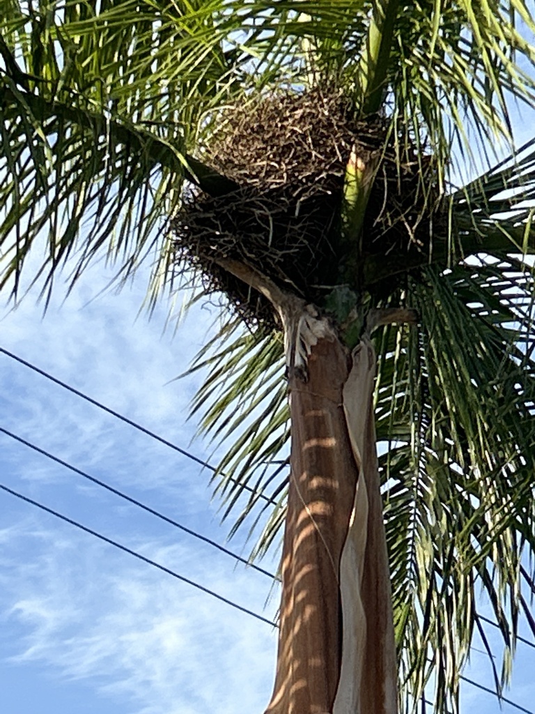 Palmchat from La Española, Boca Chica, Santo Domingo, DO on May 13 ...