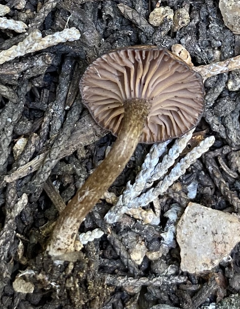 Pseudoomphalina angelesiana from Silver City Rd, Murphy, ID, US on May ...