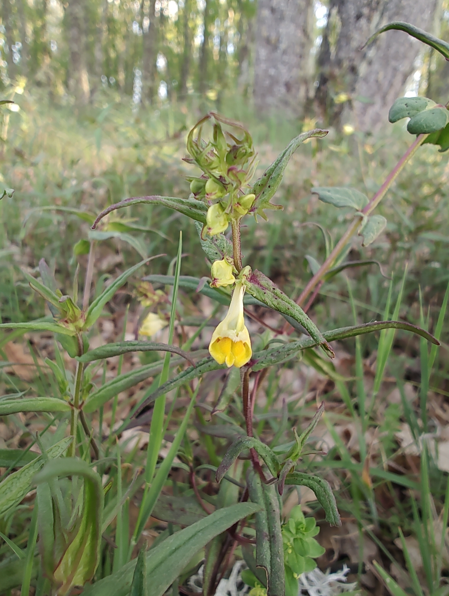 Melampyrum pratense L.