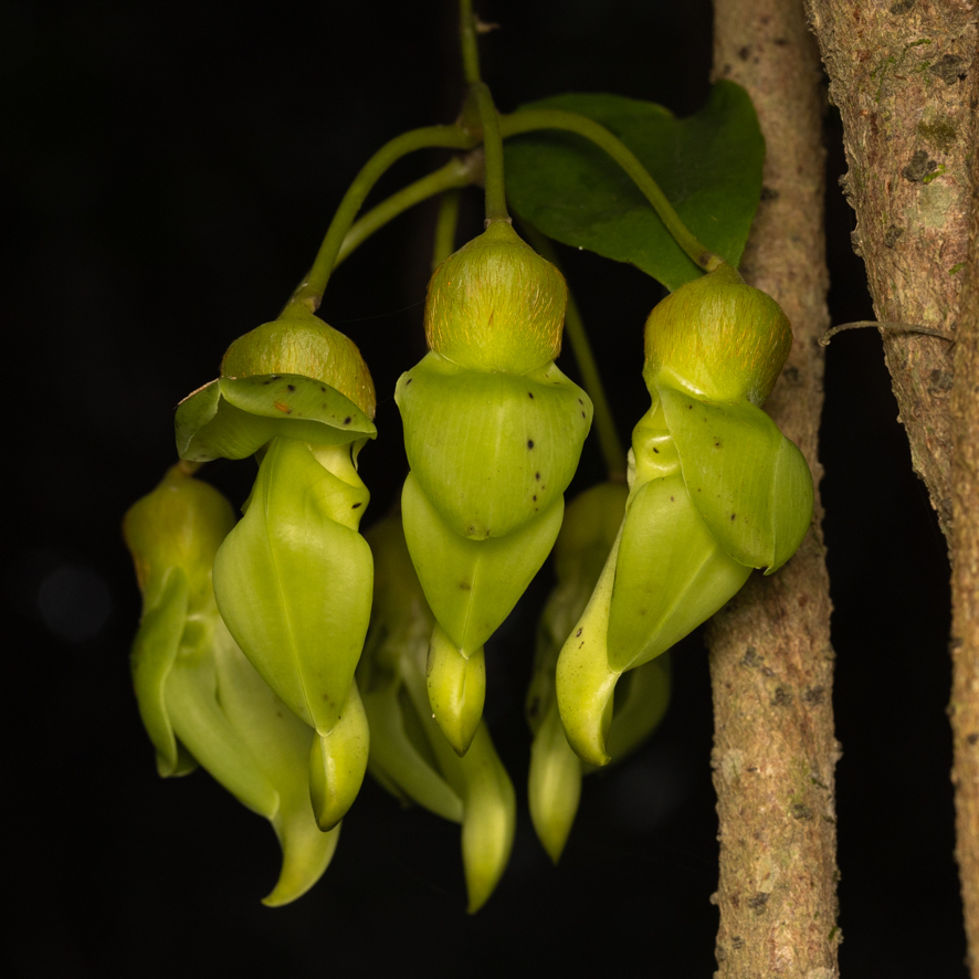 Burny Bean from Ocean Shores NSW 2483, Australia on October 21, 2022 at ...