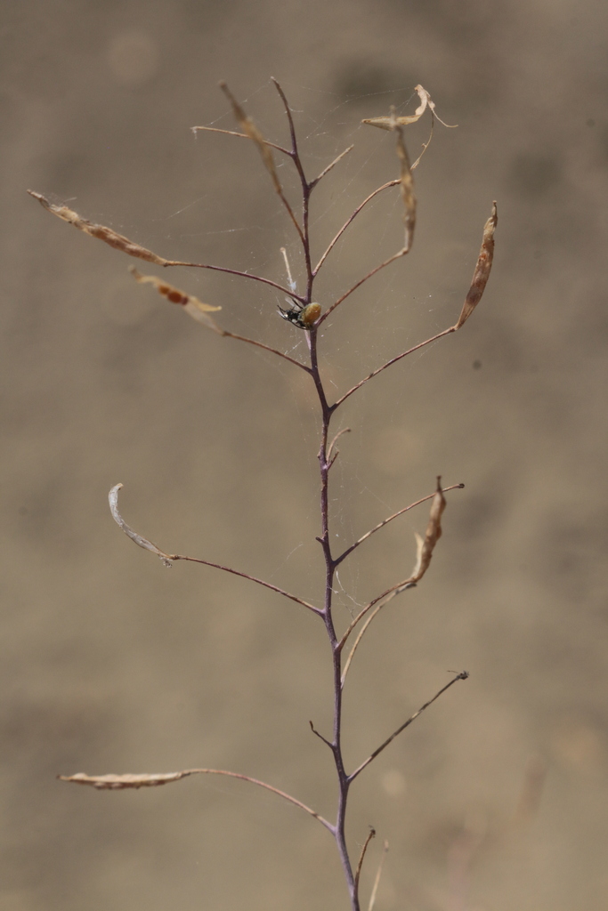 Brassica souliei from Lazharia, Algérie on June 15, 2019 at 12:58 PM by ...