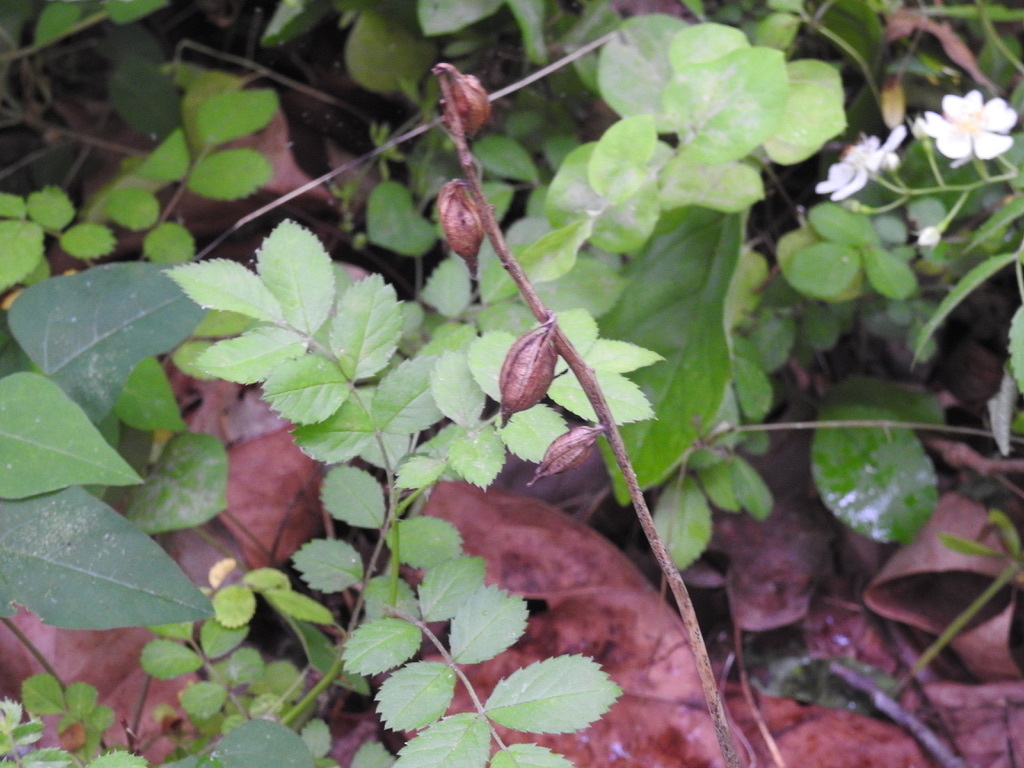 putty root in May 2023 by Sharon Forsyth · iNaturalist