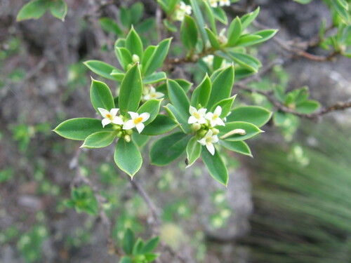 Pimelea rupestris · iNaturalist