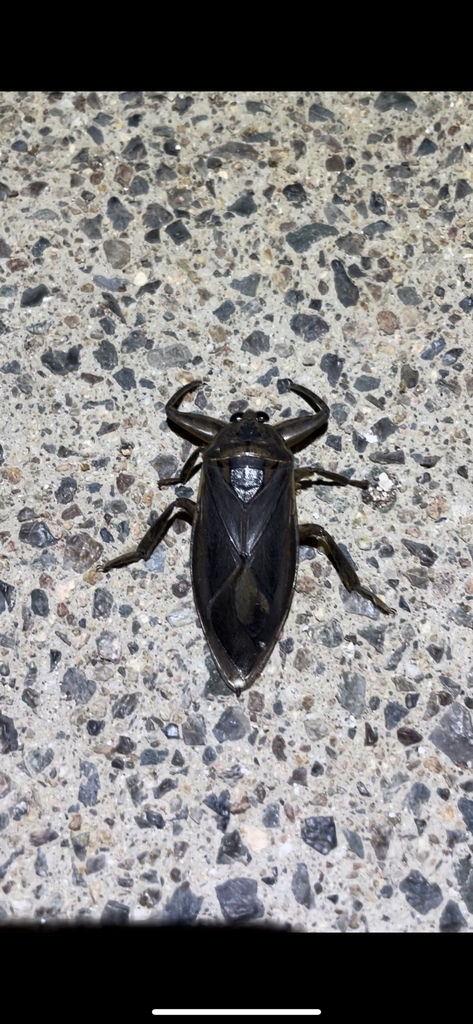 Australian-Asian Giant Water Bug from Clemant, QLD, AU on May 11, 2023 ...