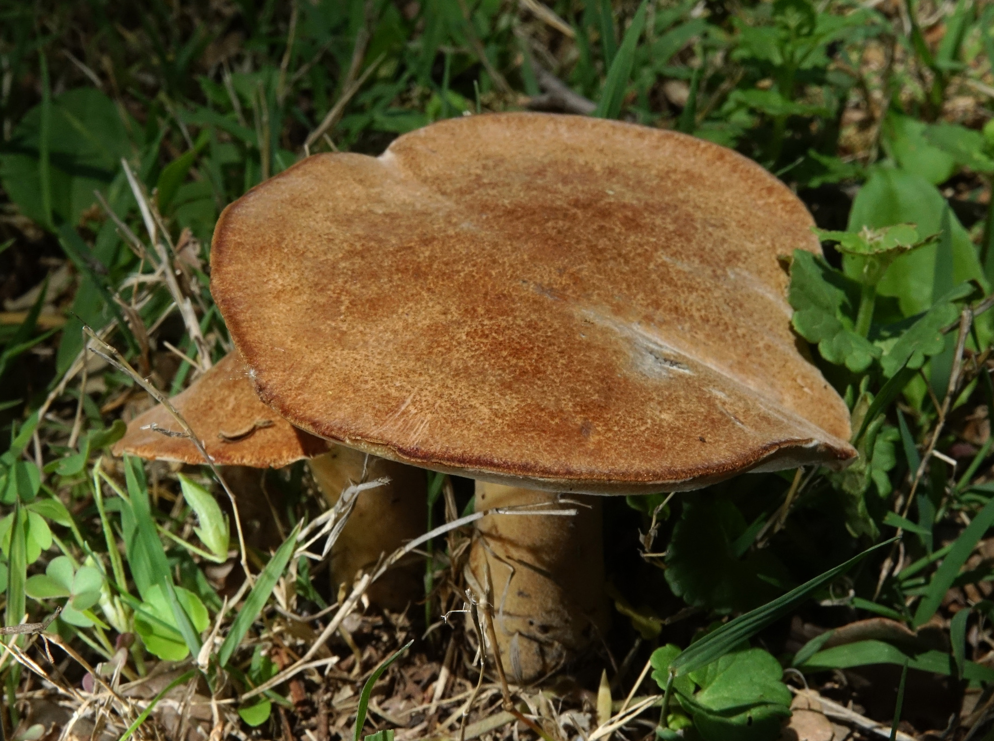 Polyporus radicatus Schwein.