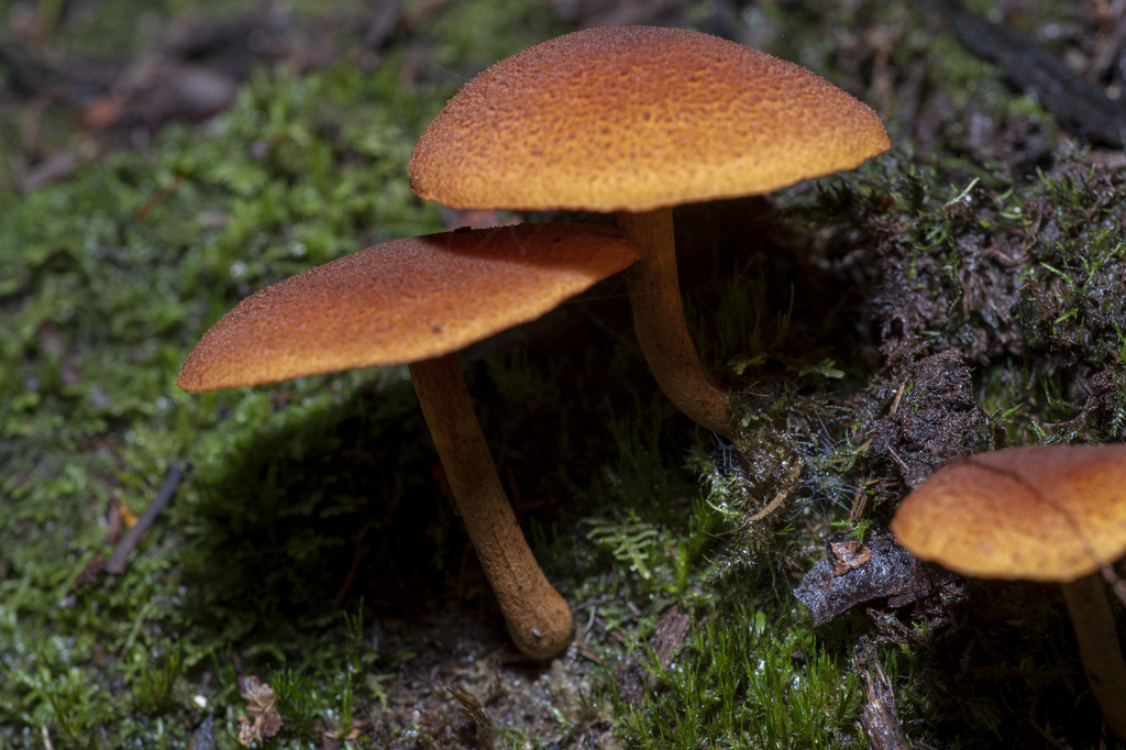 Gymnopilus ferruginosus from Balook VIC 3971, Australia on May 13, 2023 ...