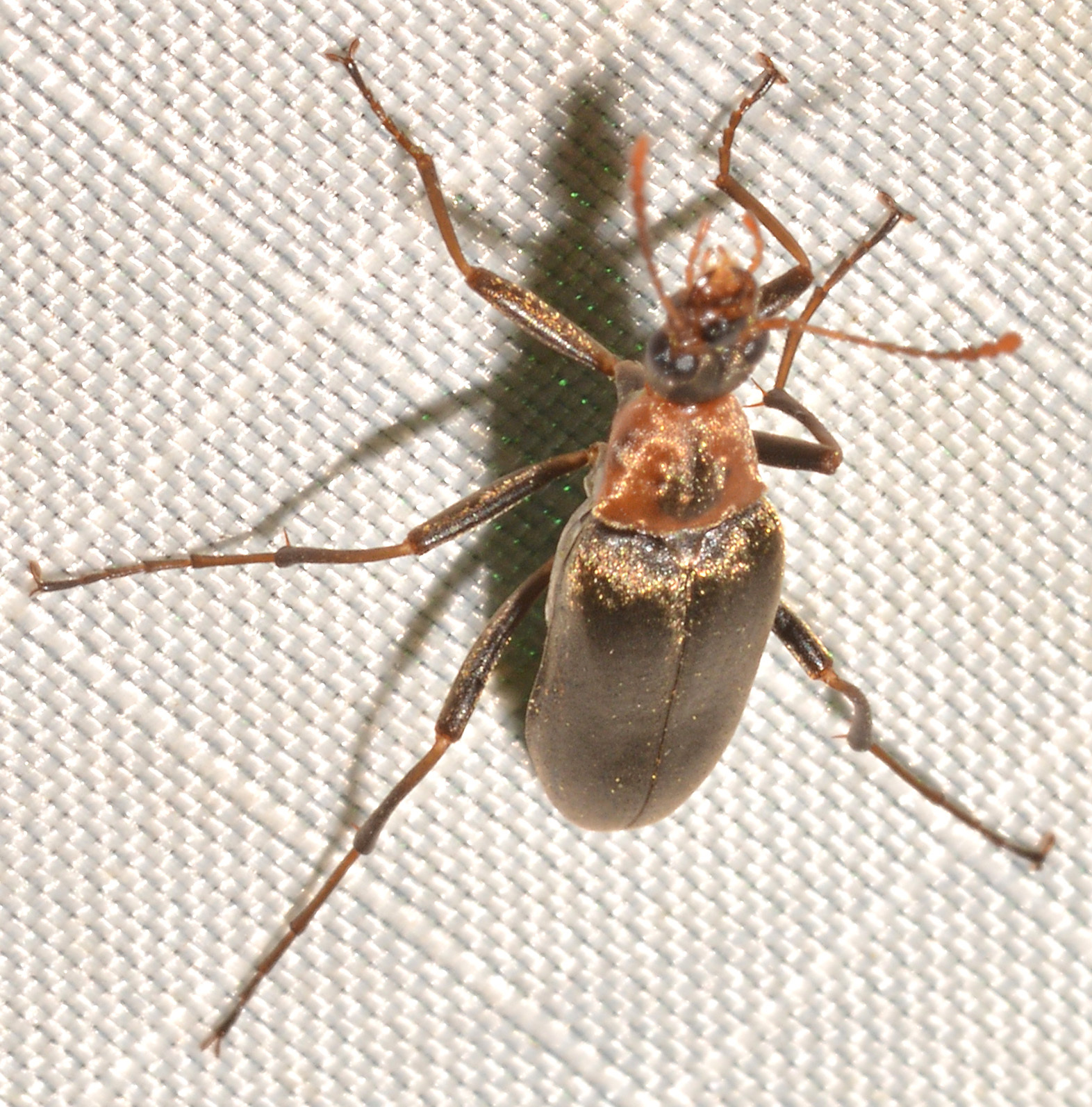 Stenotrachelidae