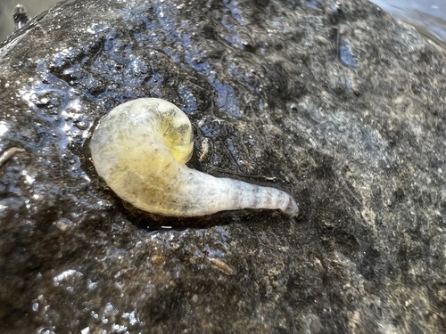 Cystobranchus virginicus · iNaturalist