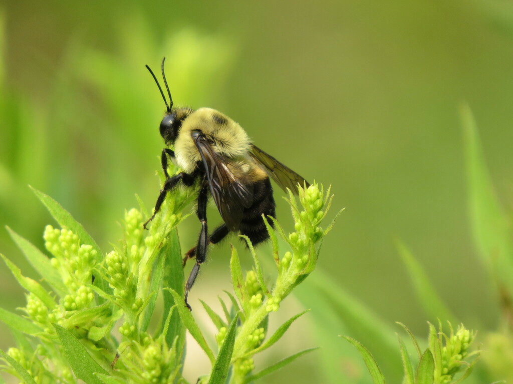 Brown-belted Bumble Bee from Arlington, WI 53911, USA on July 20, 2021 ...