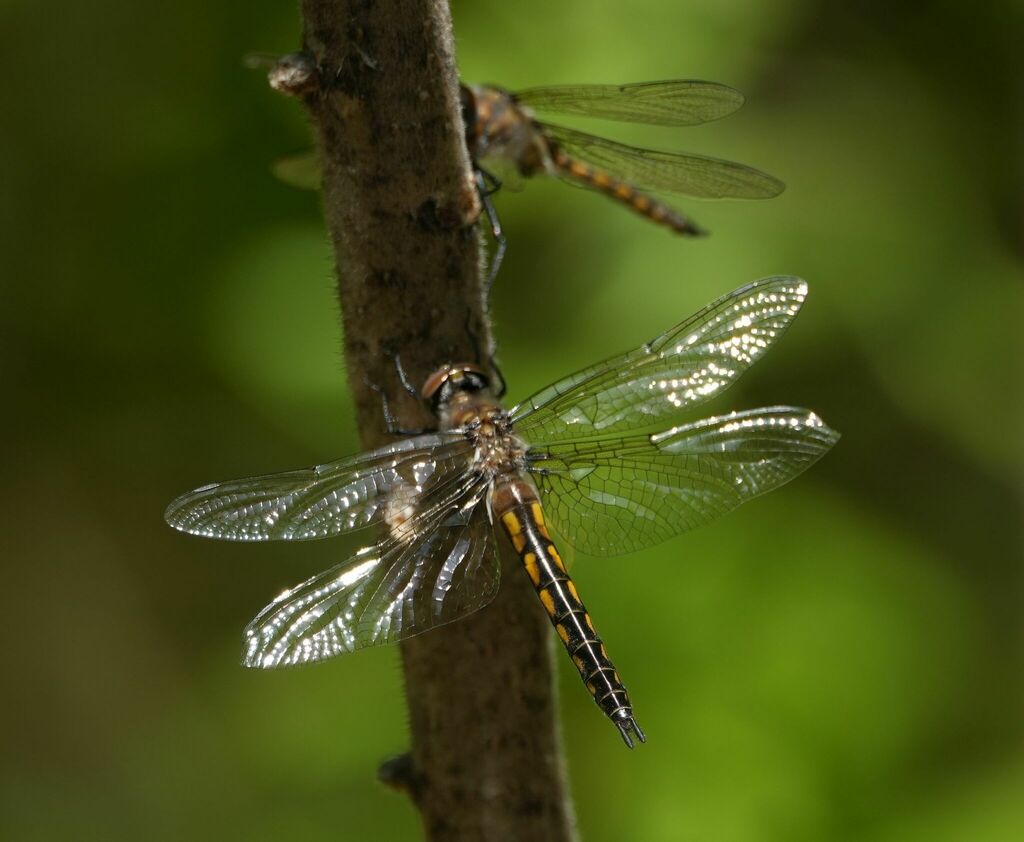 Spiny Baskettail from Leeds and Grenville United Counties, ON, Canada ...