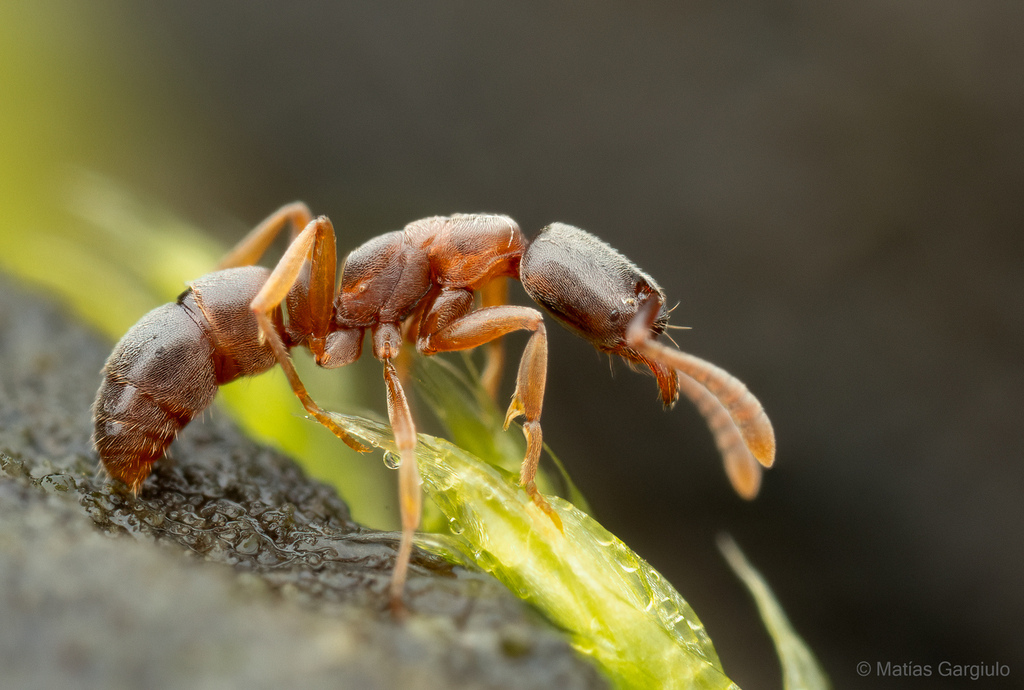 Crypt Ants in May 2023 by MatiasG · iNaturalist