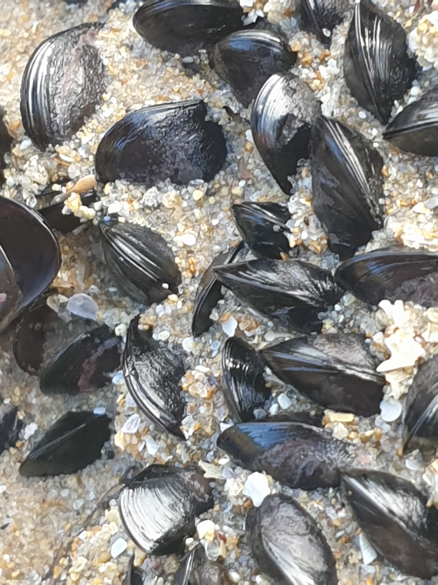 Xenostrobus pulex (Lamarck, 1819)