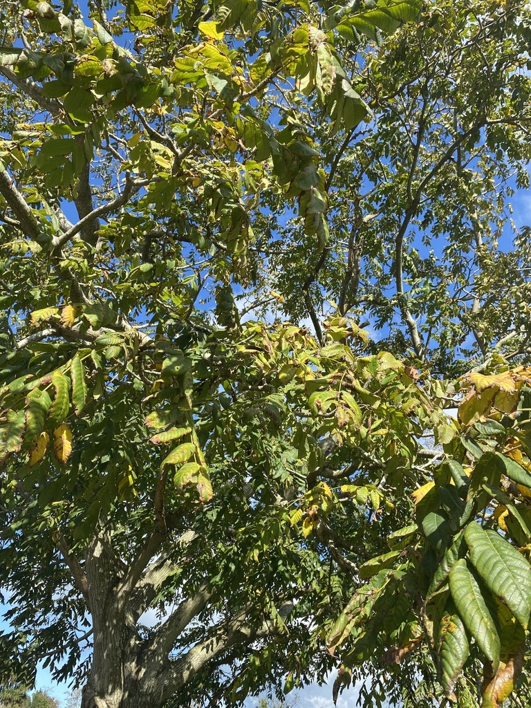 Butternut from North Island, Taupiri, Waikato, NZ on May 14, 2023 at 11 ...