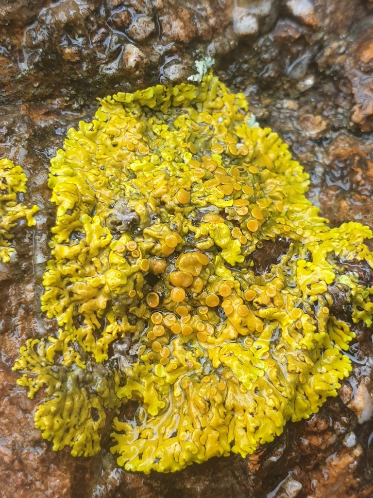 Common Sunburst Lichen from Flynns Beach Surf Club, off Pacific Drive ...