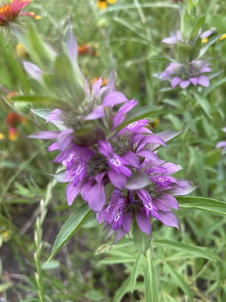 lemon beebalm from Lewisville, TX, US on May 13, 2023 at 07:14 PM by ...