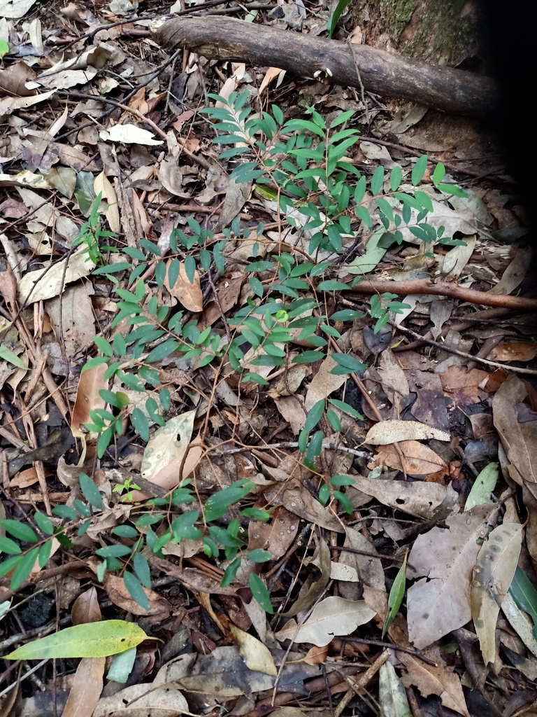 Pilidiostigma rhytispermum from D'Aguilar, AU-QL-ES, AU-QL, AU on May ...