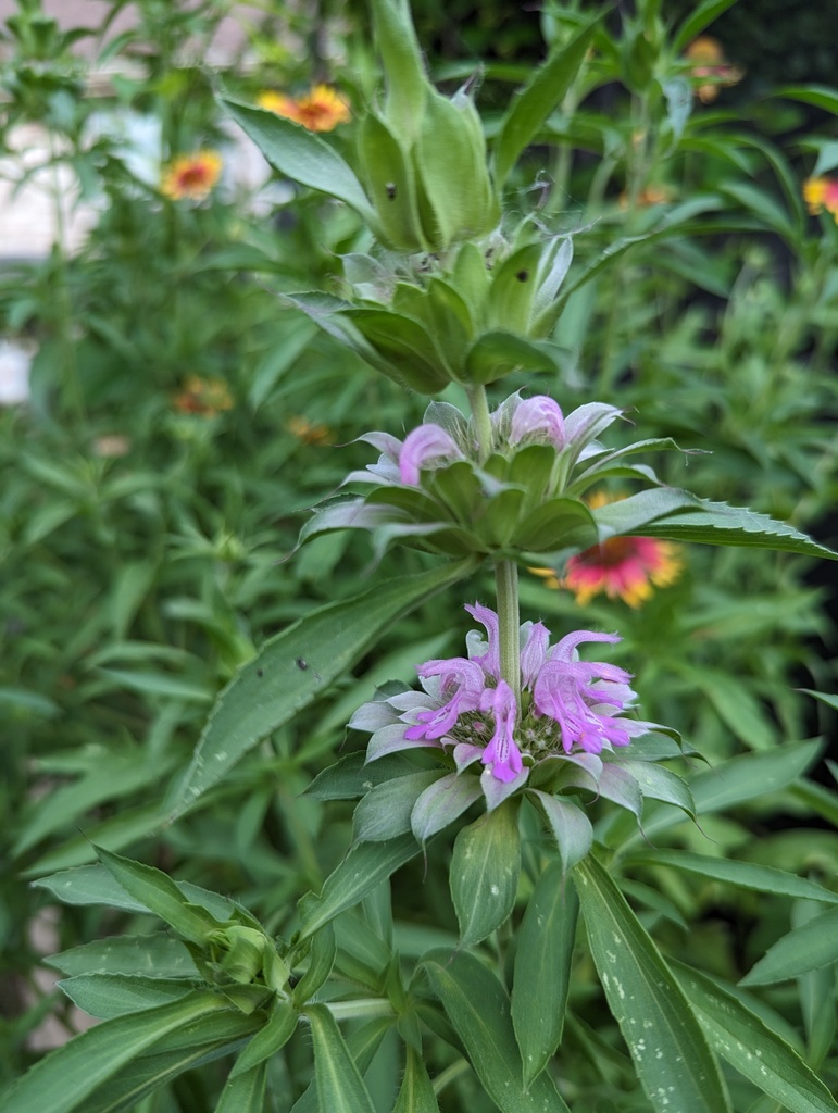 lemon beebalm from Fort Worth, TX, USA on May 13, 2023 at 06:55 PM by ...