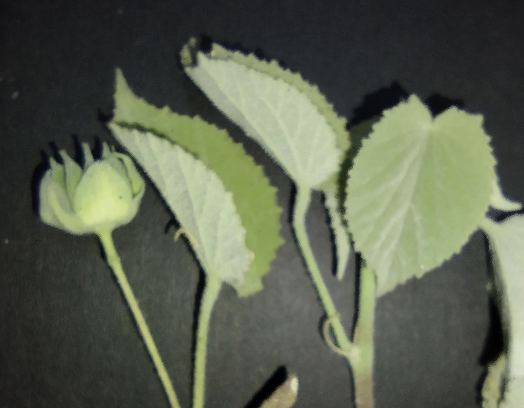 Shrubby Indian Mallow from 11 km s. Lake Pleasant, Maricopa Co ...