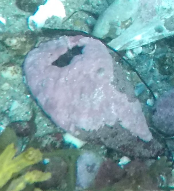 Crustose coralline algae (Lithothamnion) - Botanical Realm