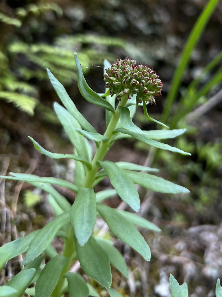 Leedy's Roseroot in May 2023 by Nate Martineau. Hundreds of plants, few ...