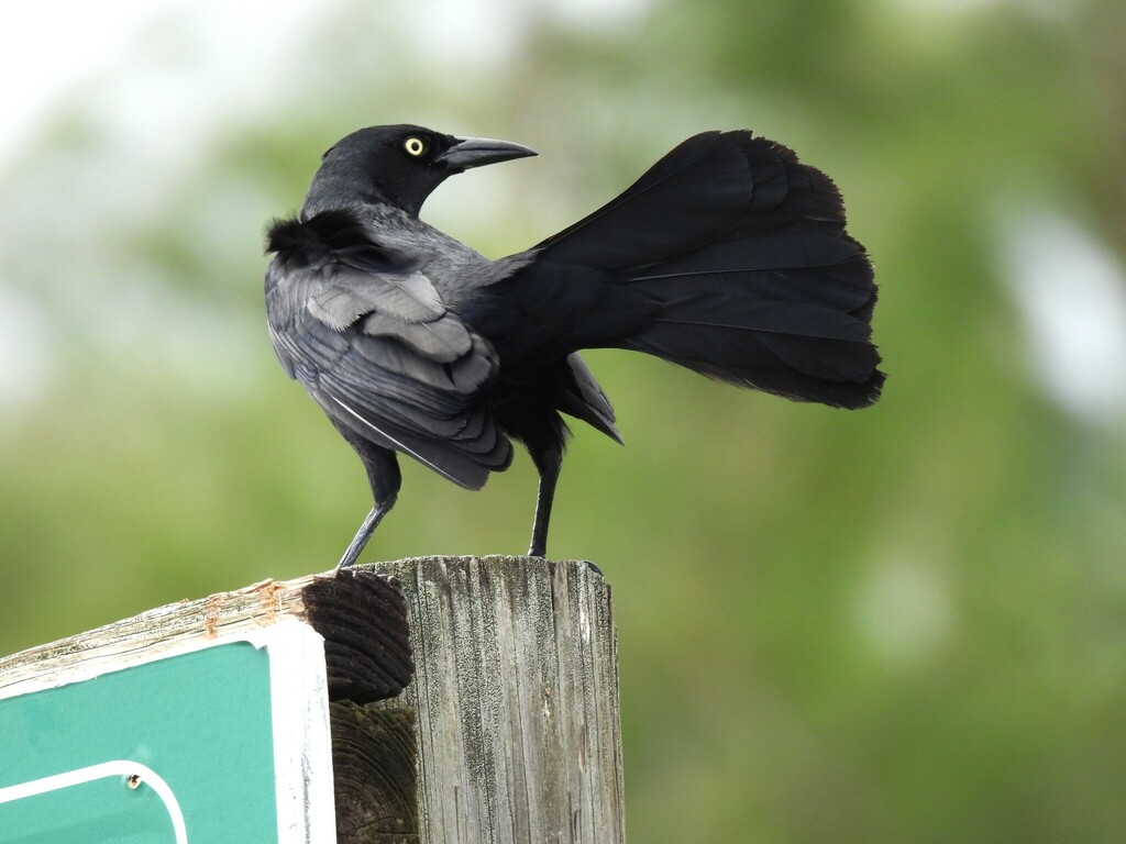 Greater Antillean Grackle from Campamento Piñones, Carolina, Loíza ...