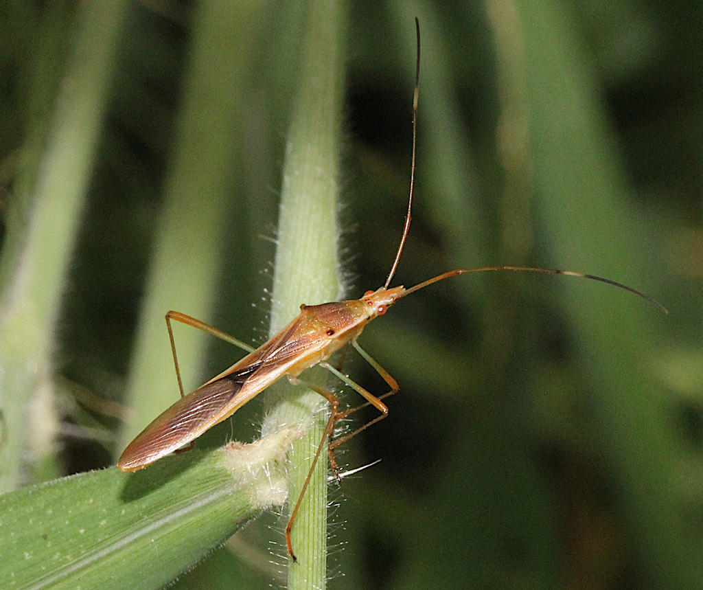 Paddy Bug from Colleges Crossing, Brisbane QLD, Australia on March 14 ...