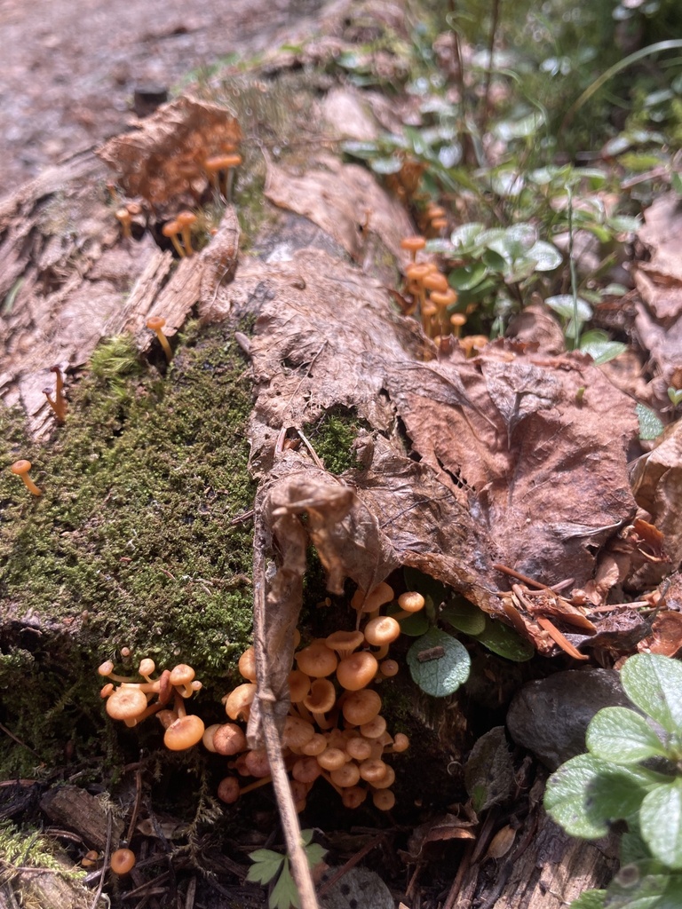 Pinewood Gingertail from Kootenai National Forest, Olney, MT, US on May ...