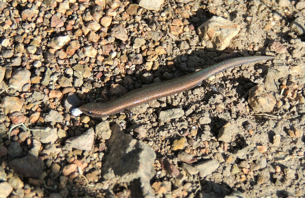 Low's Dwarf Skink from Aldoga QLD 4694, Australia on May 12, 2023 at 08 ...