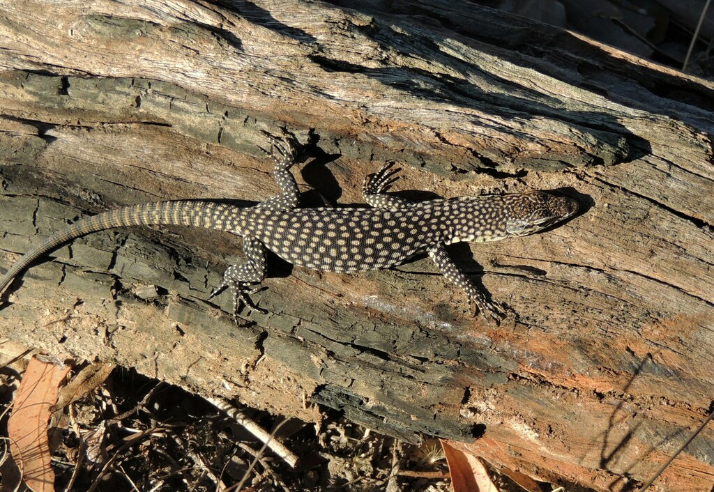 Freckled Monitor from Targinnie QLD 4694, Australia on May 14, 2023 at ...
