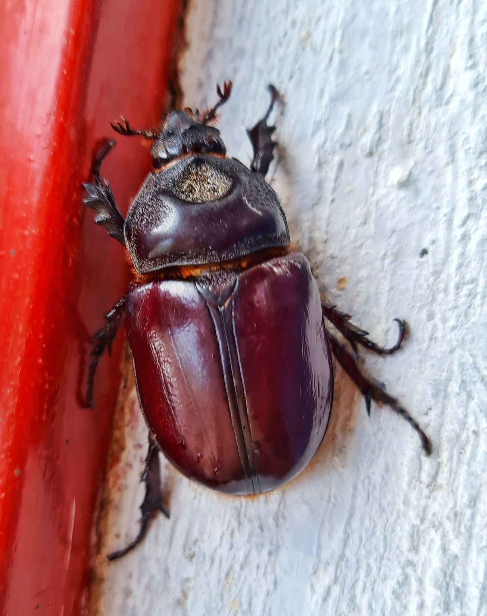 Strategus aloeus (Linnaeus, 1758)