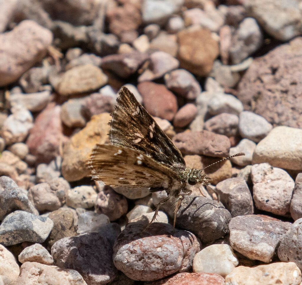 Common Streaky-Skipper from Cochise County, AZ, USA on April 14, 2023 ...