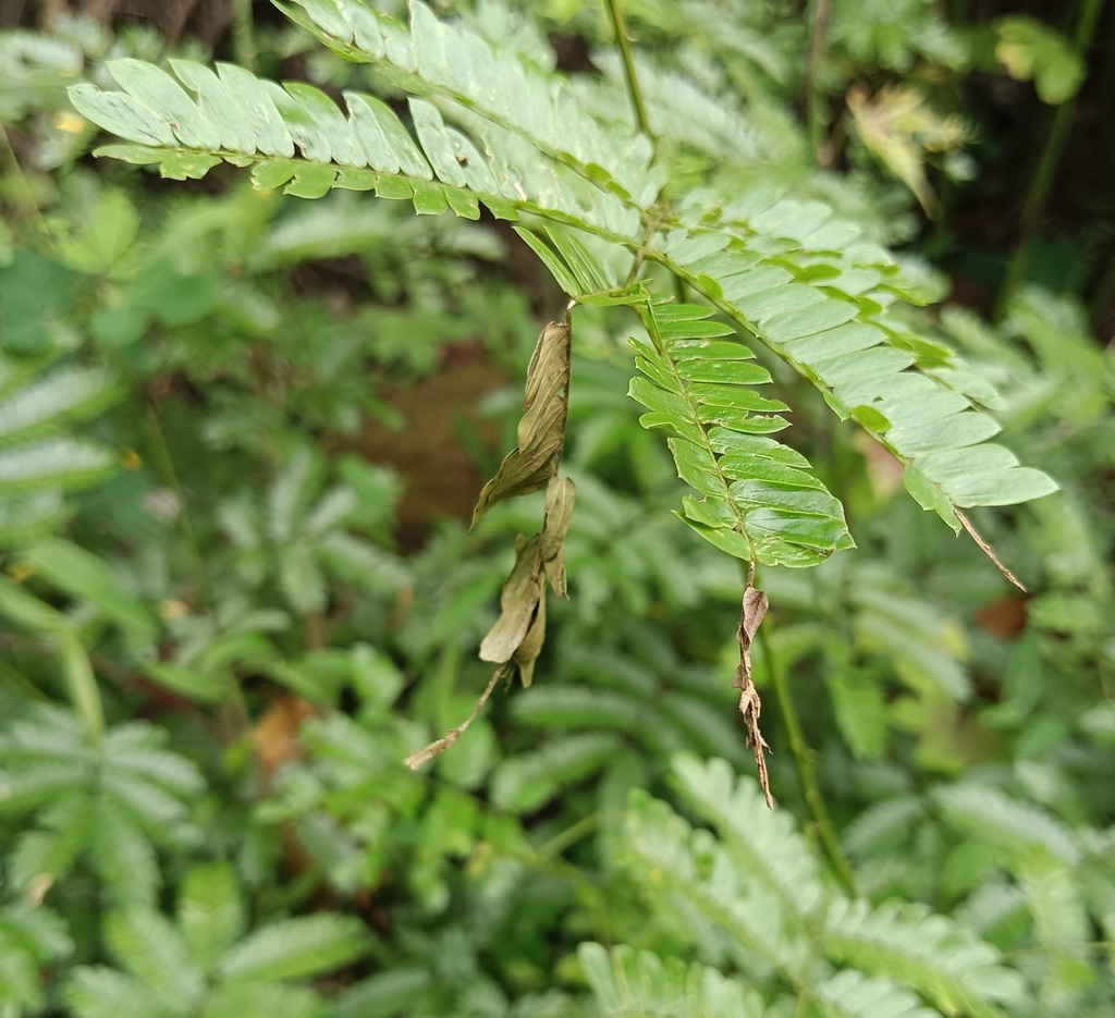 Common Lascar from Yendayar, Pothan Mala, Yendayar, Kerala, India on ...