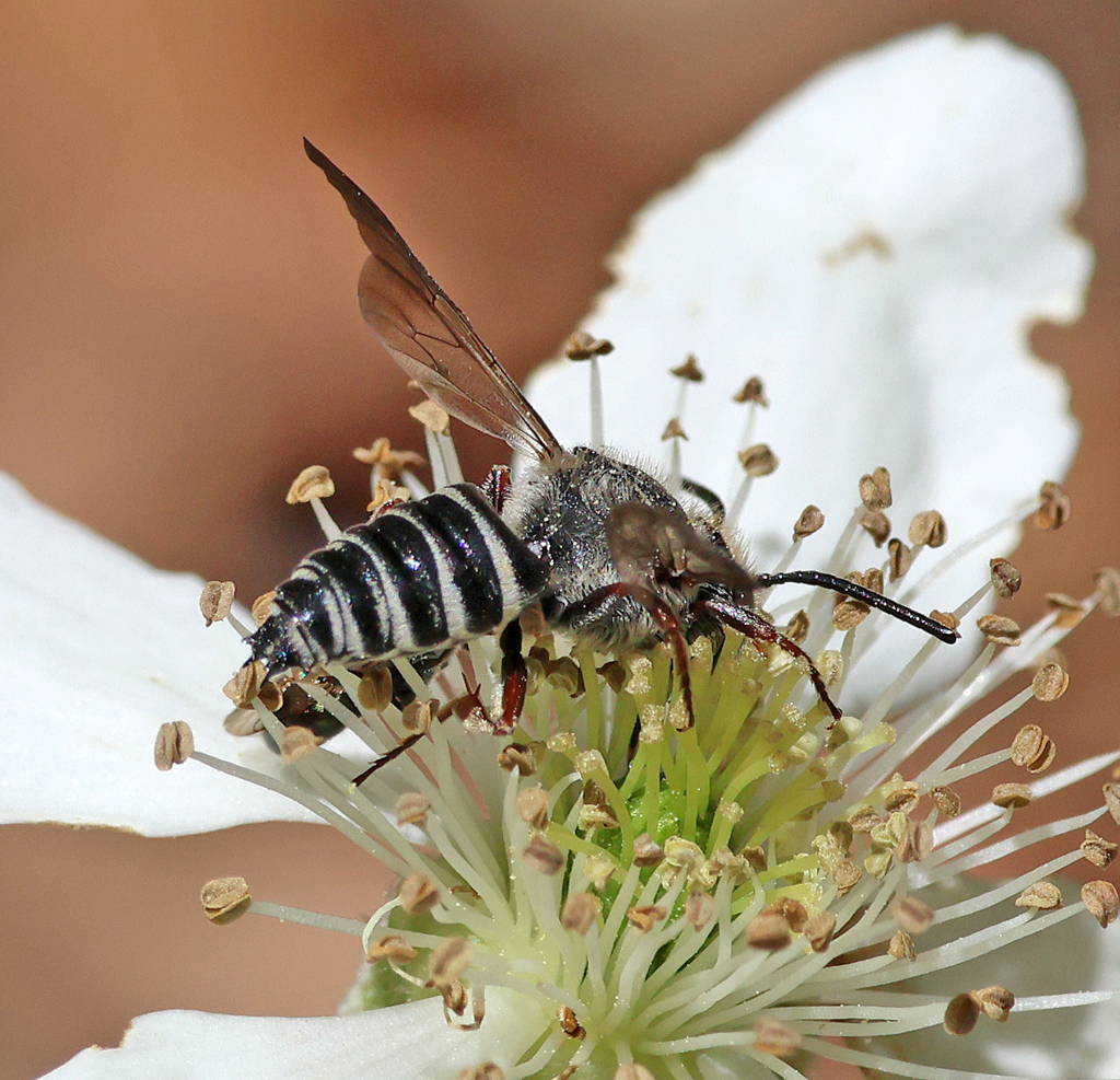 Sharptail Bees from Ste. Genevieve County, MO, USA on May 3, 2023 at 02 ...