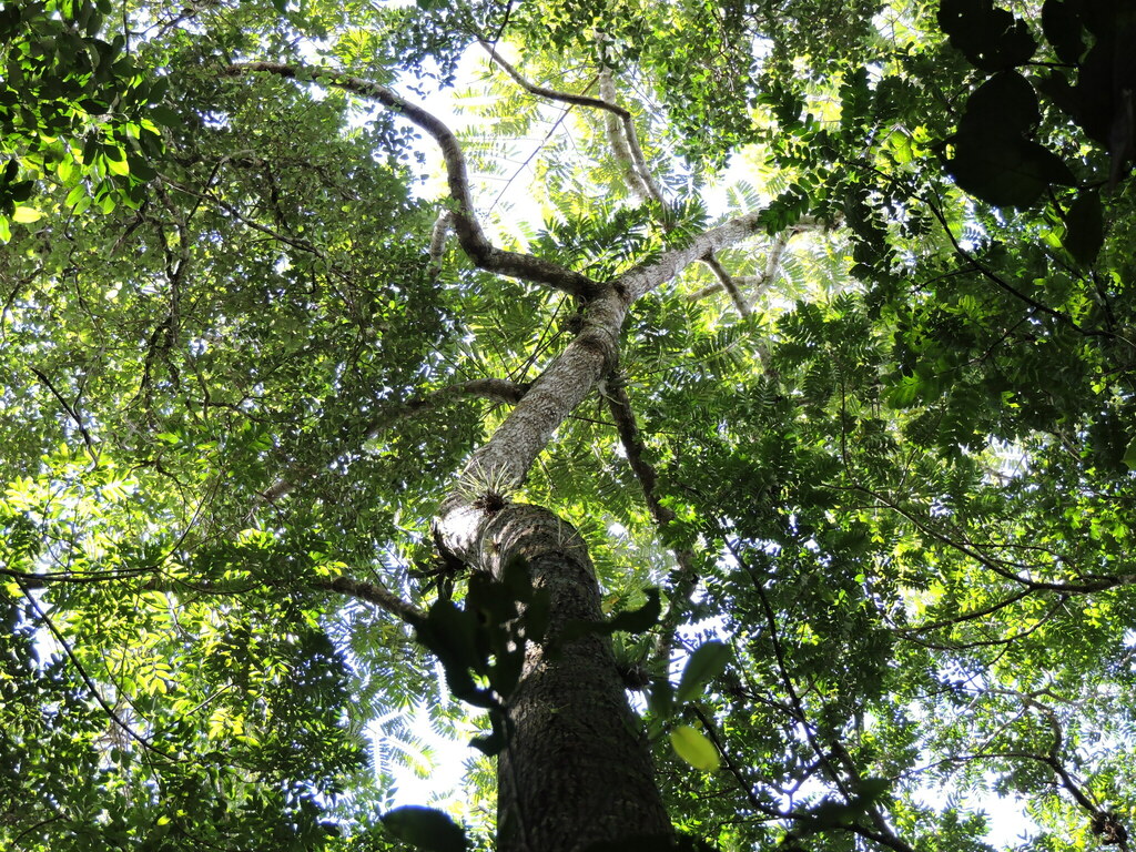 Virola bicuhyba from Biguaçu - SC, Brasil on April 10, 2023 at 12:27 PM ...