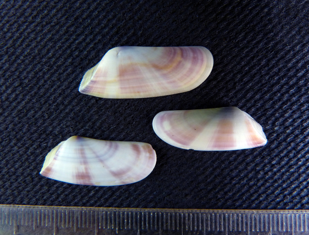 Donax transversus from Puerto López, Ecuador on September 11, 1995 by ...