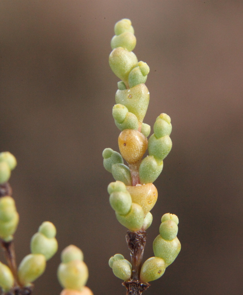 Tecticornia pergranulata pergranulata from Kwolyin WA 6385, Australia ...
