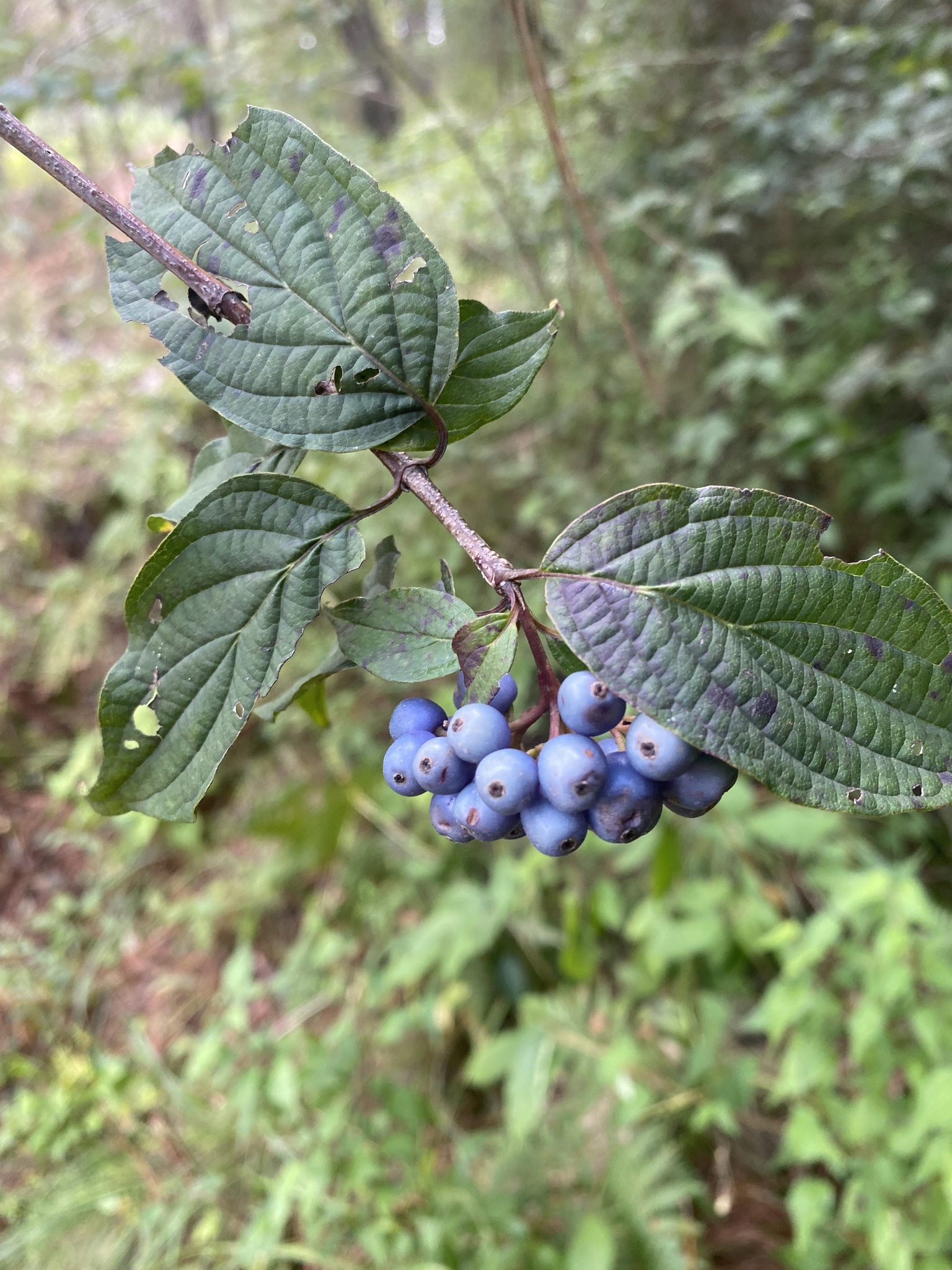 Cornus excelsa Kunth