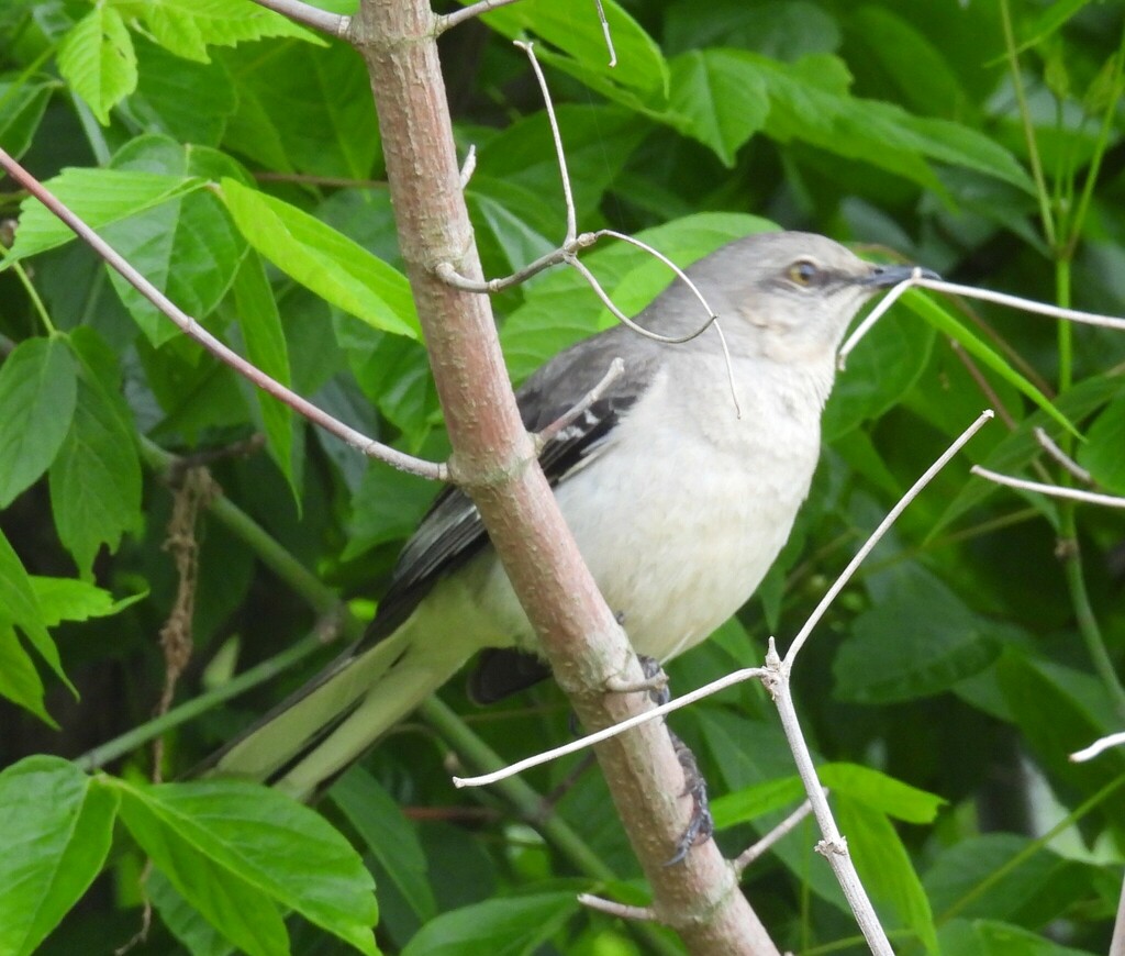 Northern Mockingbird from Goose Shoals, Lauderdale County, AL, USA on ...