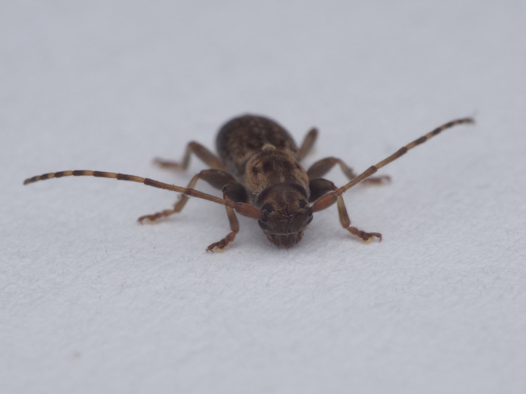 Psilocnaeia from North Island, Kaeo, Northland, NZ on April 16, 2023 at ...