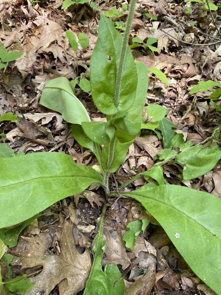 wild comfrey in May 2023 by Jim Oehmke · iNaturalist
