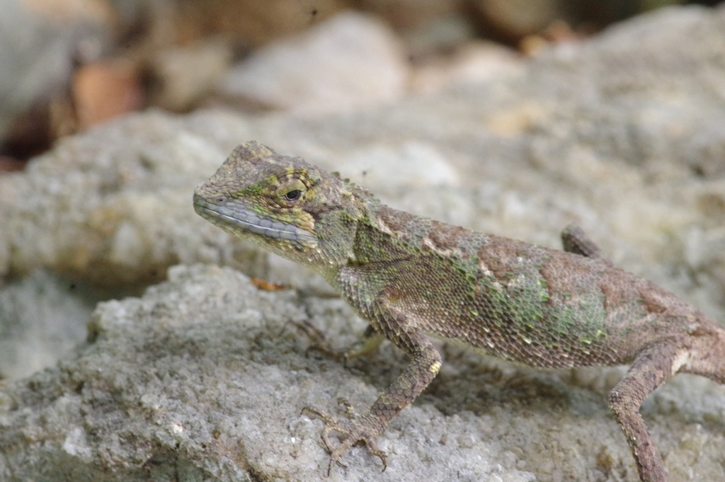 Diploderma polygonatum polygonatum in May 2023 by Takaaki Hattori ...
