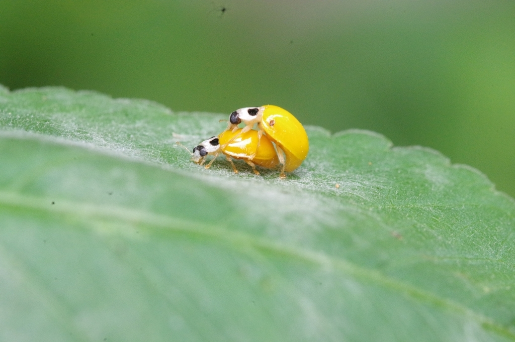 Illeis koebelei amamiana from 日本、〒905-1422 沖縄県国頭郡国頭村宜名真 on May 13, 2023 ...