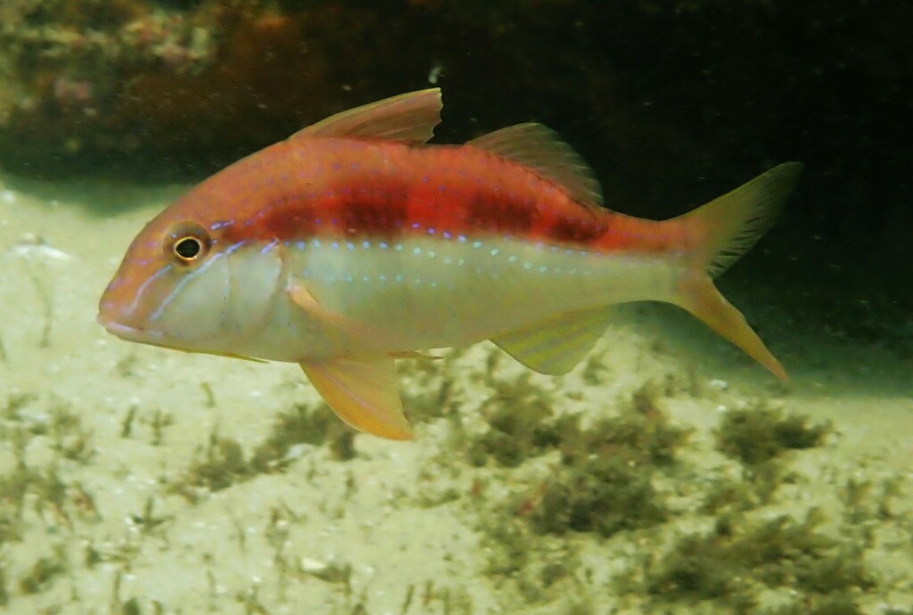 Bluestriped Goatfish from Cronulla NSW 2230, Australia on November 03 ...