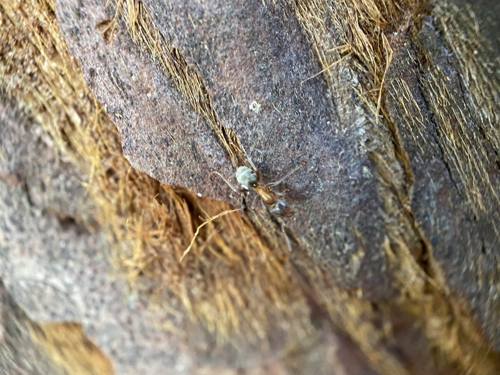 Western Velvety Tree Ant from Shoup Park, Los Altos, CA, US on May 13 ...